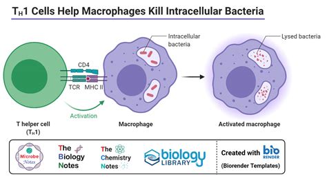 Macrophages Diagram