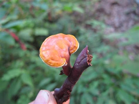 灵芝菌种分离——组织分离法 知乎