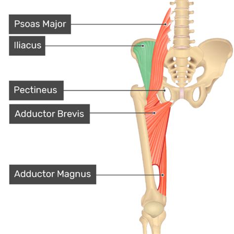 Iliacus Muscle Origin Insertion And Action Getbodysmart