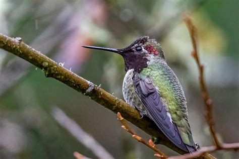 Hummer In The Rain Photograph By Timothy Anable Pixels