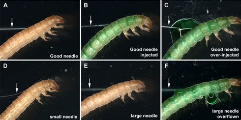 Larval Rna Interference In The Red Flour Beetle Tribolium Castaneum