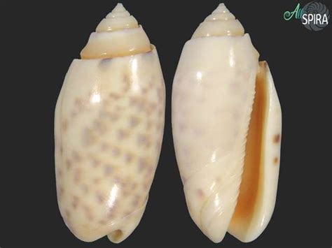Oliva Annulata Allspira