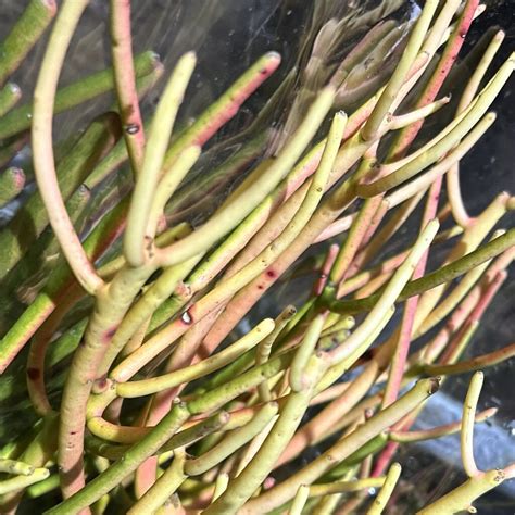 Fire Sticks The Flower Express