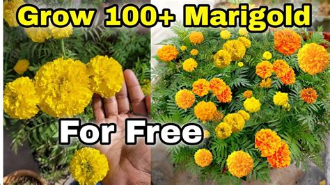 Grow 100 Marigold Flower At Home How To Grow Marigold From Seeds