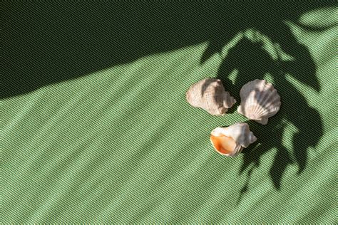 밝은 녹색 자연 여름 휴가 시간 배경 열대 꽃무늬 태양 빛 그림자가 있는 녹색 배경의 조개껍데기 복사 공간이 있는 미적 최소