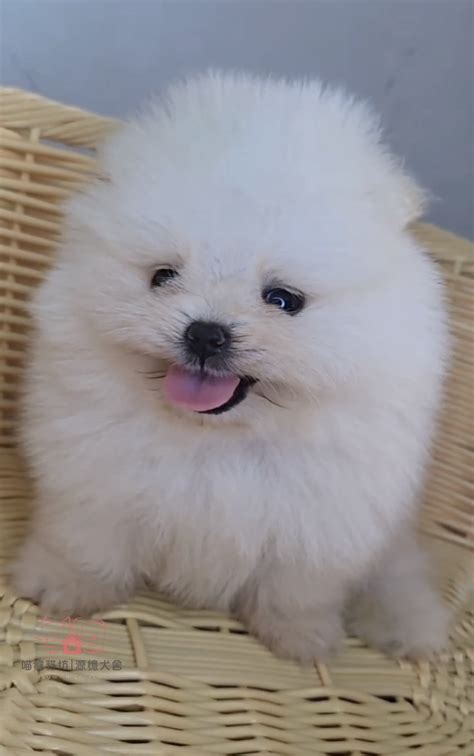 嘉義犬舍 白博美（已有家） 喵癮貓坊源憶犬舍