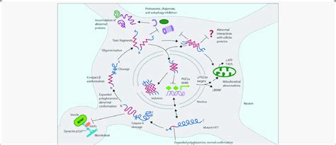 HTT Is A Very Large Protein Predicted To Consist Mainly Of Repeated