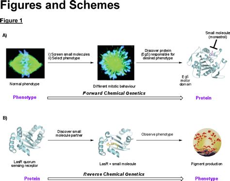 Figure 1 From An Introduction To Diversity‐oriented Synthesis Semantic Scholar