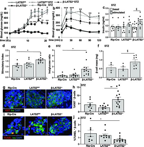 β Cell Specific Lats2 Ablation Protects From Stz Induced Diabetes In