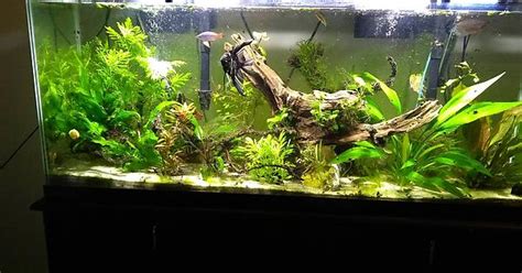 My Tank Gas Exploded With Plant Growth After Upgrading My Lights Minor