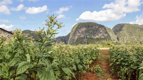 Visiter Viñales Votre Séjour Sur Mesure Avec Cuba Autrement