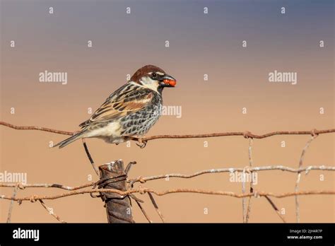 Spanish Sparrow Willow Sparrow Passer Hispaniolensis Male Perching
