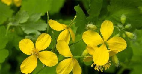 Чистотіл як правильно користуватися щоб позбавитися бородавок Афіша Bigmir Net