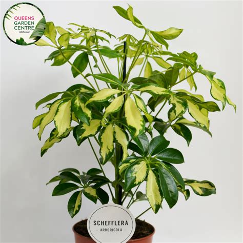 Buy Schefflera Arboricola Jaqueline Online In Australia Queens Garden Centre
