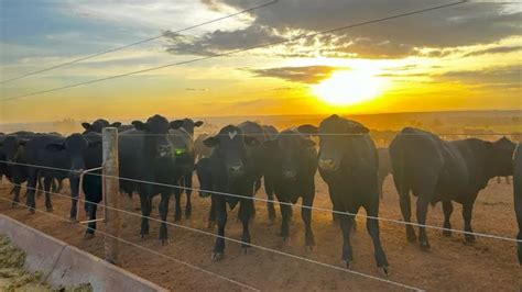 Managing Liver Flukes Takes A Specialized Deworming Approach