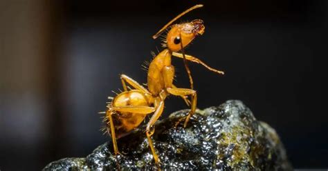How Many Cells Does An Ant Have Explained