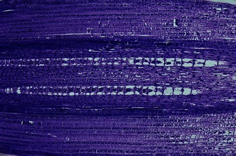 6 Corn Root Tip L S Royalty Free Photos And Stock Images Shutterstock