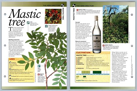 Mastic Tree Directory Secret World Of Herbs Fact File Card