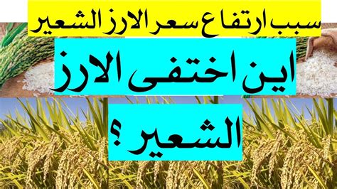 سعر الارز الشعير والابيض اليوم وسبب ارتفاع السعر Youtube