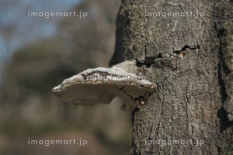 木から生える猿の腰掛けの写真素材 153135166 イメージマート