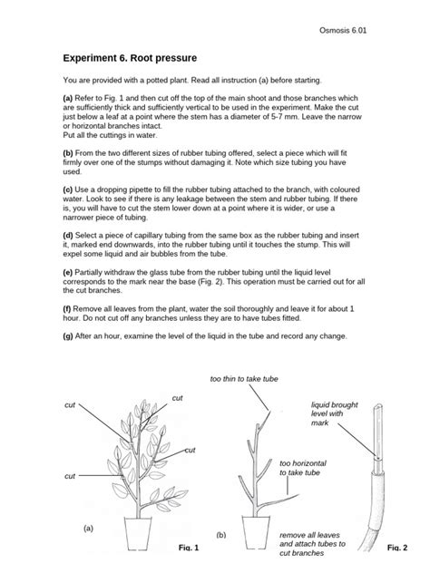 6 01 Experiment 6 Root Pressure Pdf Leaf Plants