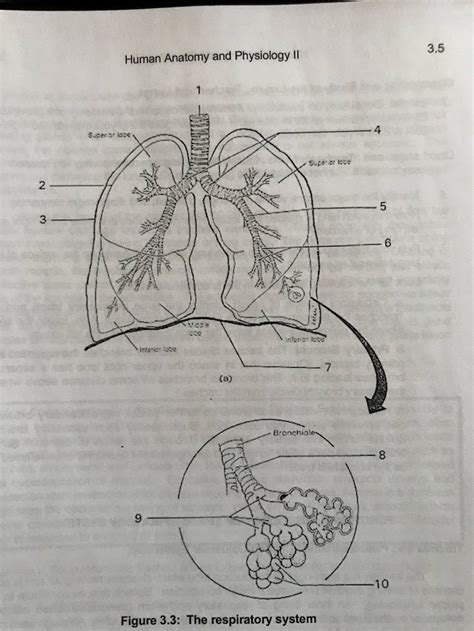 Diagram Of Respiratory System Quizlet Diagram Of Respiratory System Quizlet