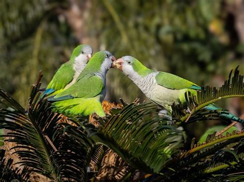 Help My Parrot Is Noisy Northern Parrots