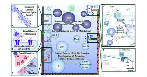 Cannabinoids Prevent Hyper Activation Of Stress Integrative Circuitry