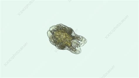 Sea Spider Larva Light Microscopy Stock Video Clip K0140999