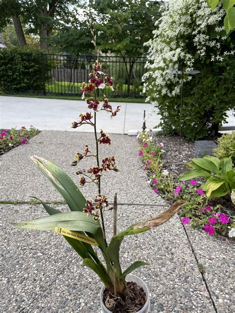 My Onc ‘raspberry Chocolate With Cymbidium Mosaic Virus Ill Have To