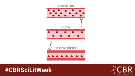 Vasoconstriction And Vasodilation