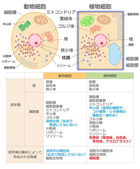 植物 と 動物 の 細胞