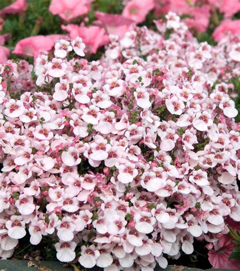 How To Plant And Grow Diascia