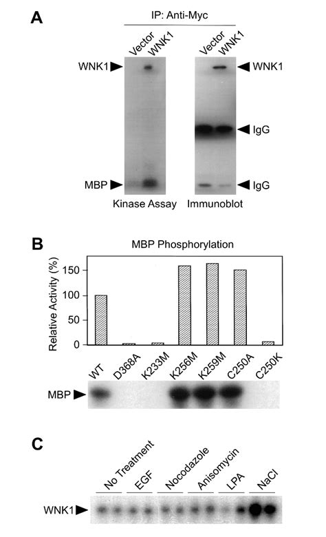 Assaying Protein Kinase Activity With Radiolabeled Atp