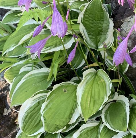 コバギボウシ野の花ノート 1001 野の花ノート 1001