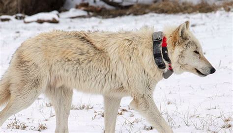 Smart Collars Reveal The Hidden Lives Of Wolves U S National Park