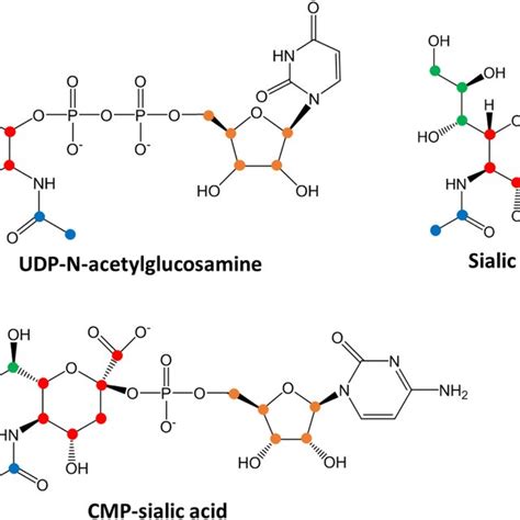 Chemical Structures Of Sialic Acid Pathway Intermediates Carbon Atoms