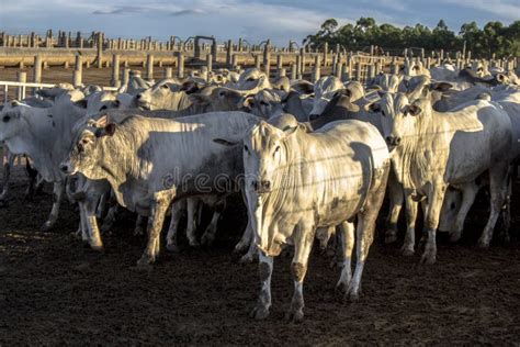 Um Grupo De Bovinos Nelore Em Confinamento Foto De Stock Imagem De