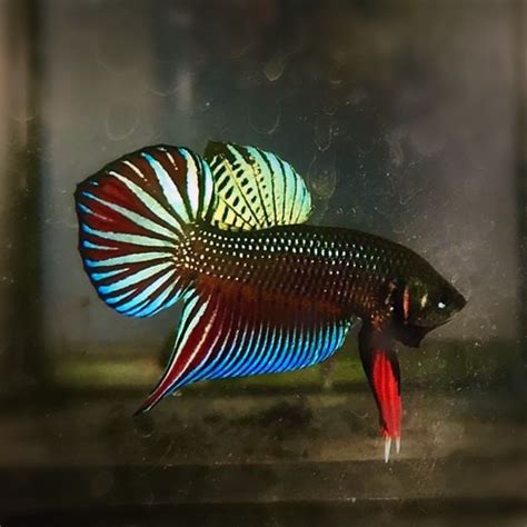 ปลาไทย ปลาซิวใบไผ่เขียว Kerri Danio Danio Kerri ปลาซิวใบไผ่เขียว