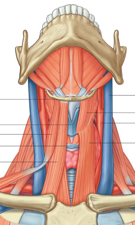 diagram of anterior triangle quizlet