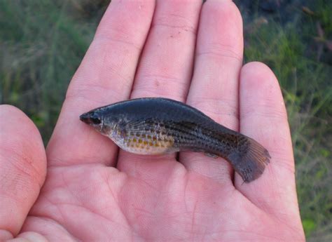 Golden Sailfin Molly Female