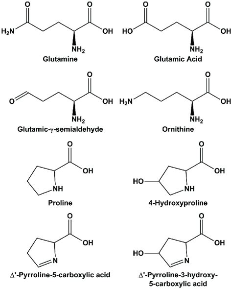 Glutamine Structure