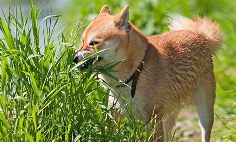 Why Does My Dog Keep Eating Grass The Facts Animalia