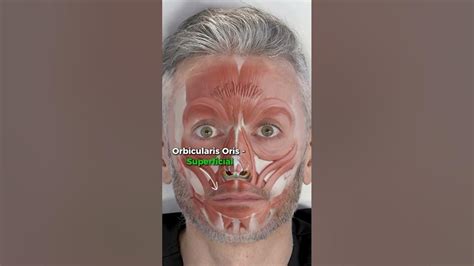 Lower Face Botox Injection Depths 💉 Youtube
