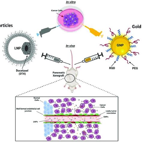Schematic Showing Preclinical Xenograft Model To Test The Efficacy Of A