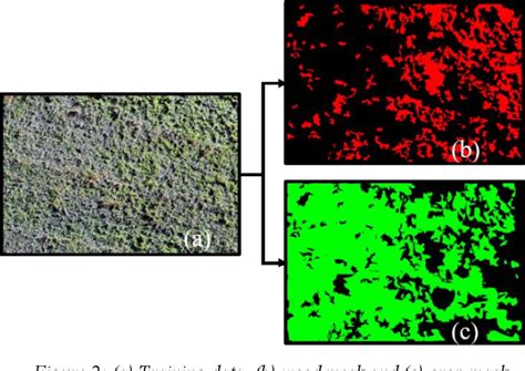 Figure 5 From Development Of An Approach For Early Weed Detection With