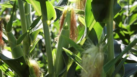 La Escasez De Fertilizantes Puede Provocar Problemas De Primavera En