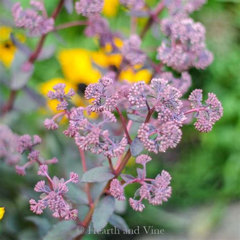 Drought Tolerant Plants 21 Perennials You Ll Love Artofit