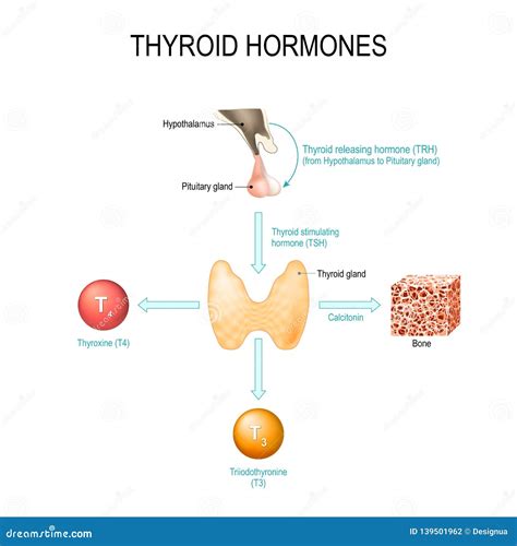 Illustration Of Thyroxine Molecule Isolated Gray Background Royalty Free Stock Image