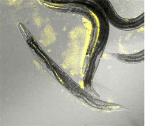 Symbiosis Evolutionary And Population Biology Ibed Epb Institute